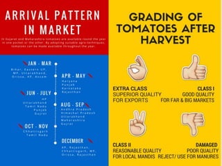 Tomato supply chain | PPTX