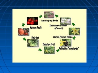 Tomato value chain | PPT