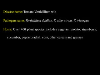 Tomato verticillium wilt | PPTX
