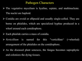 Tomato verticillium wilt | PPTX