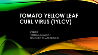 TOMATO YELLOW LEAF CURL VIRUS (TYLCV).pptx