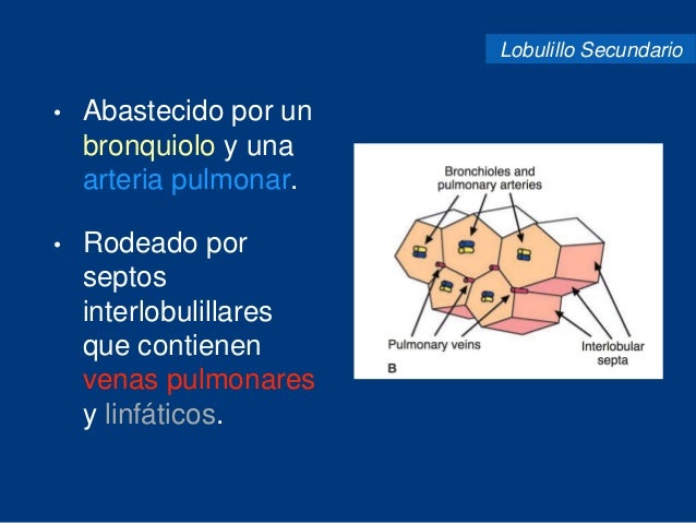 Tomografía de tórax de alta resolución