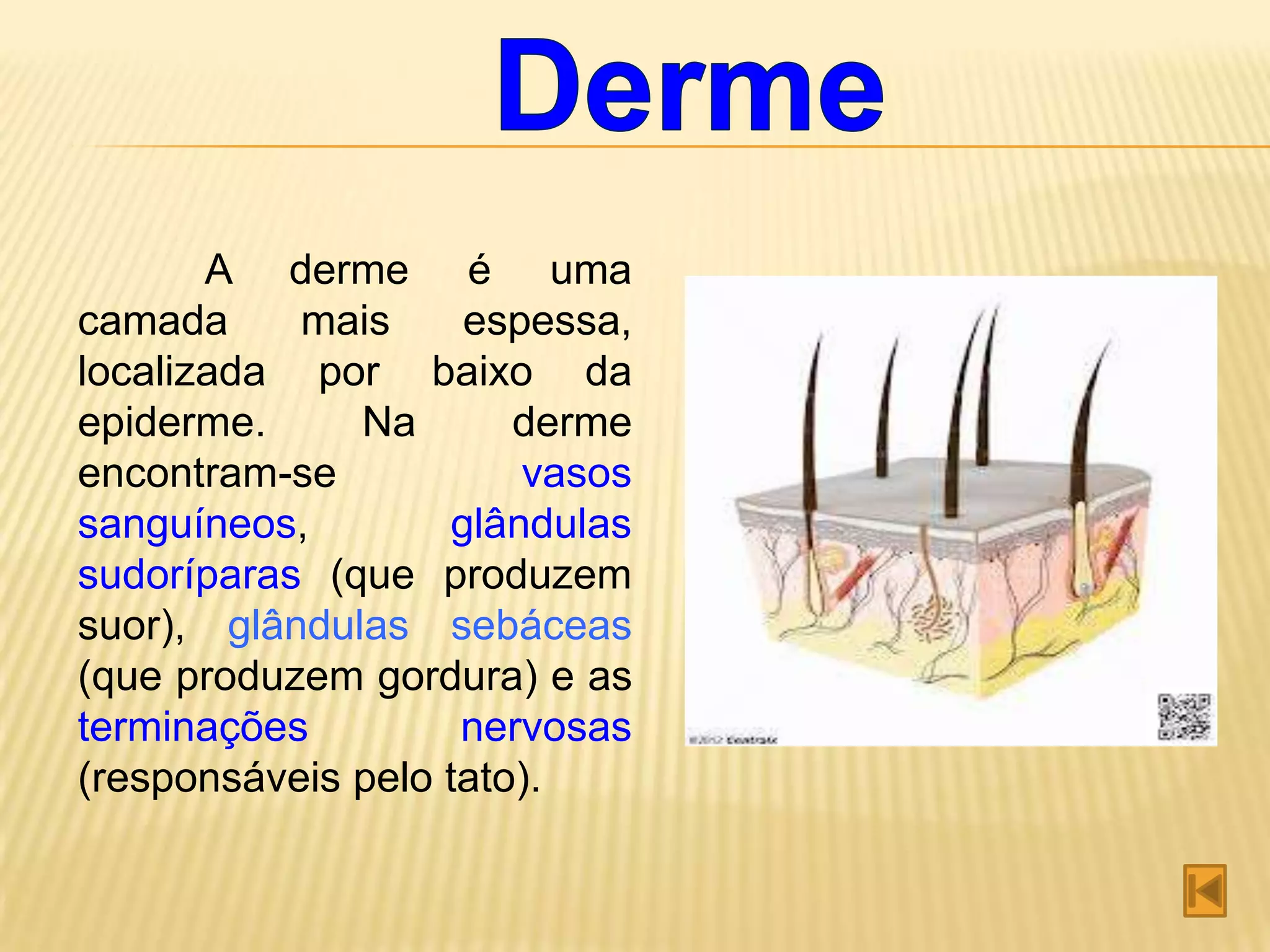 A pele | PPT