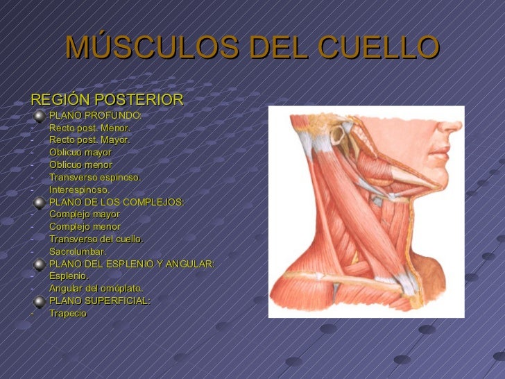 Musculos Del Cuello