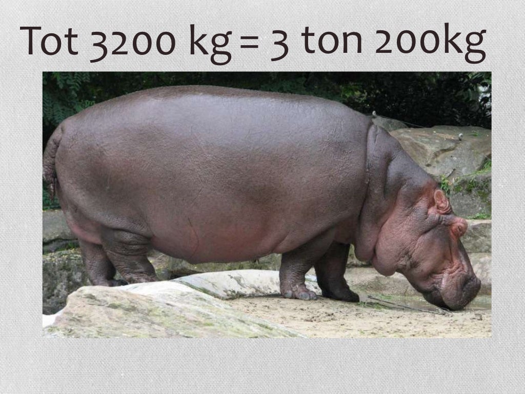 1 Ton 1000kg 1 Ton 1000kg