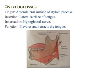 Tongue anatomy & diseases | PPT