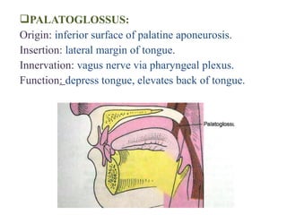 Tongue anatomy & diseases | PPT