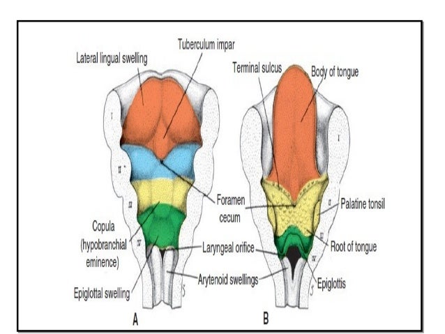 Tongue anatomy & diseases