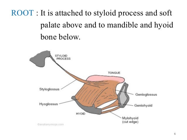 Tongue anatomy & diseases