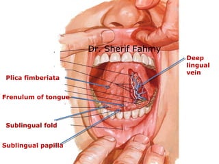 Oral Cavity & The Tongue (Anatomy of the Neck) | PPS