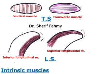 Oral Cavity & The Tongue (Anatomy of the Neck) | PPS