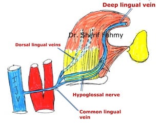 Lingual Vein