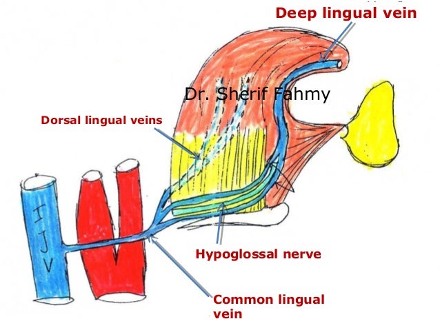 Oral Cavity & The Tongue (Anatomy of the Neck)