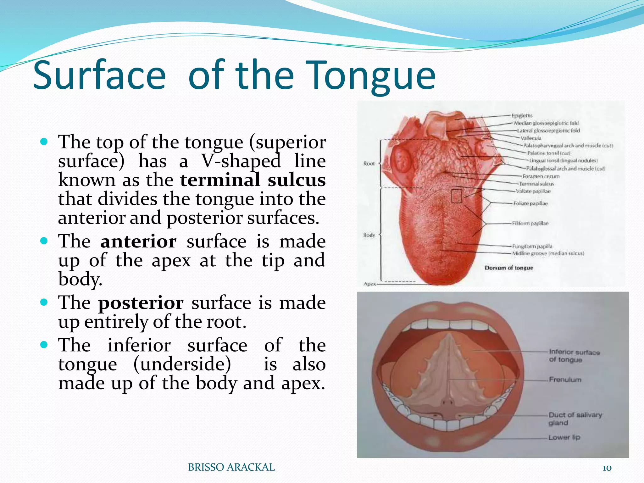 Tongue | PPTX