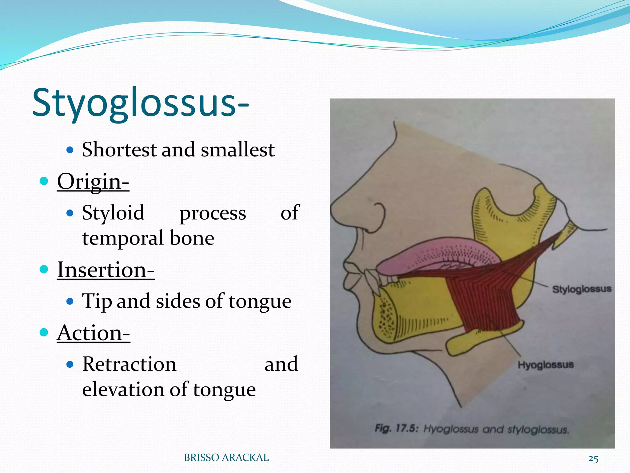 Tongue | PPTX