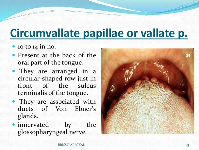 Healthy Circumvallate Papillae
