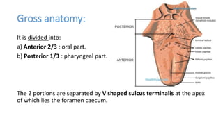 Tongue Anatomy & Carinoma | PPTX