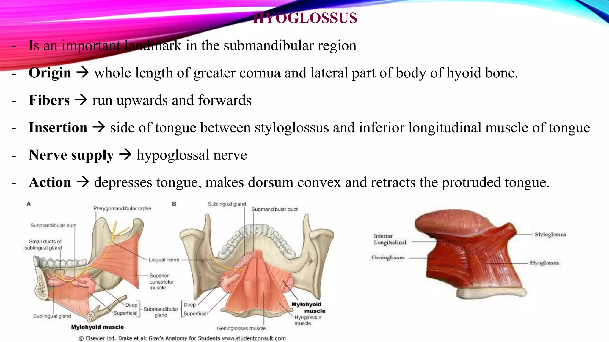 TONGUE ppt | PPTX