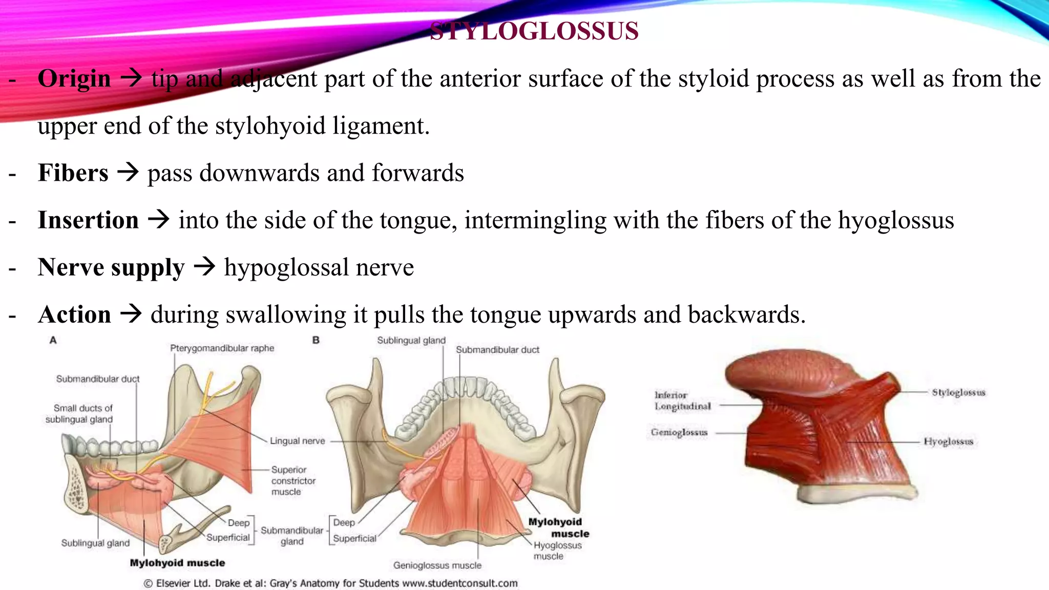 TONGUE ppt | PPTX