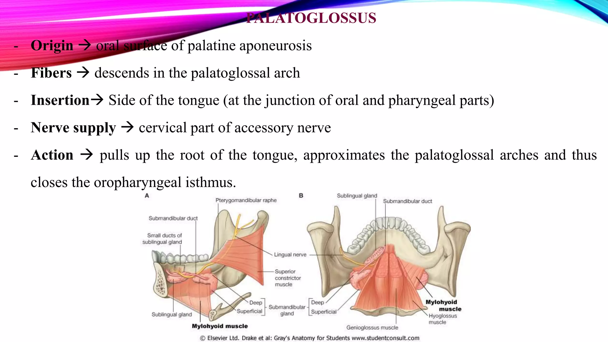 TONGUE ppt | PPTX
