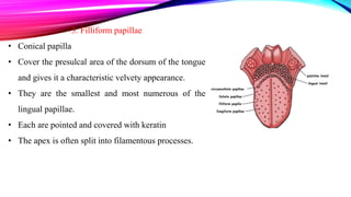 Parts Of The Tongue And Their Functions