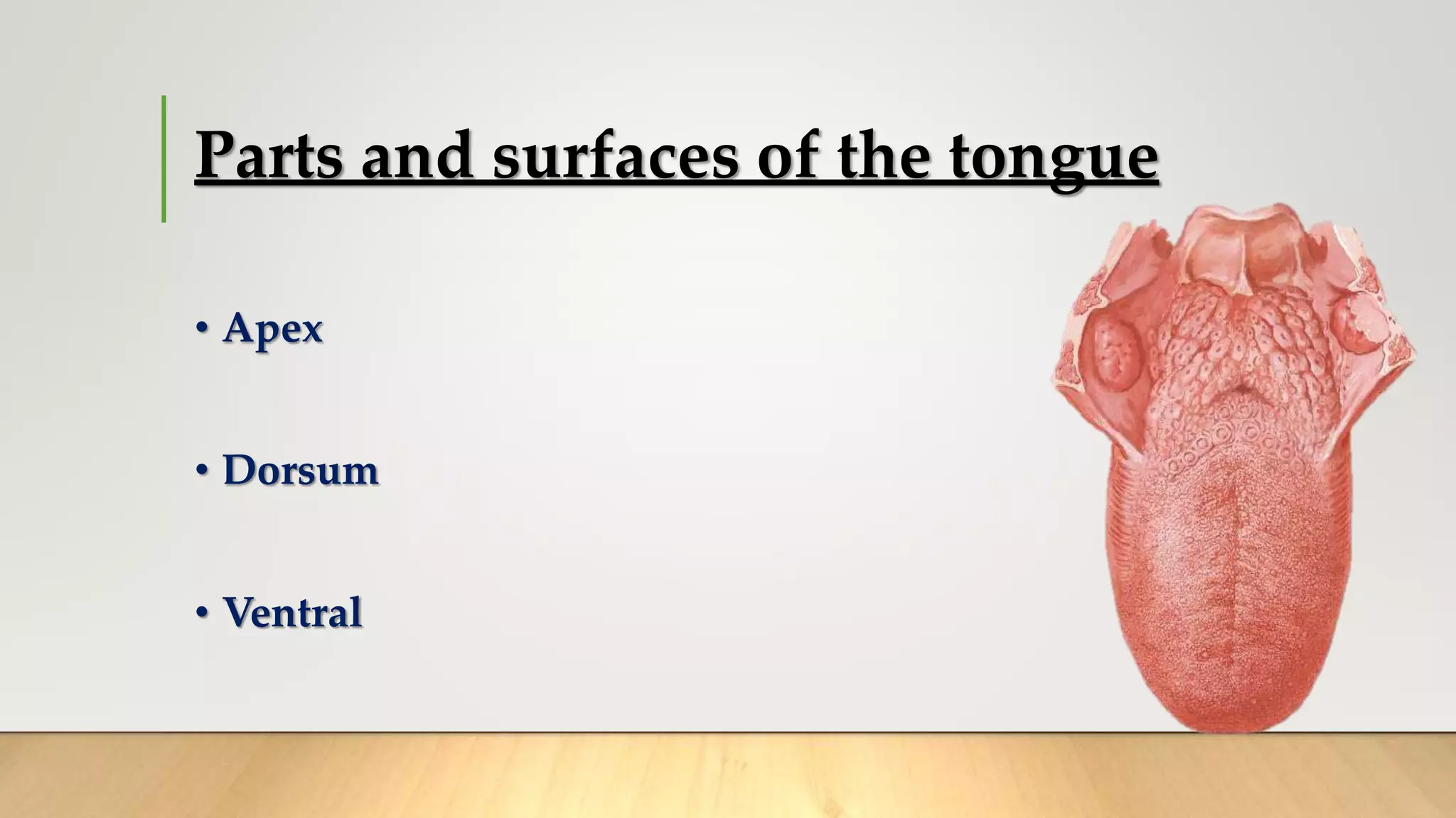 The tongue, its development and anatomy | PPTX
