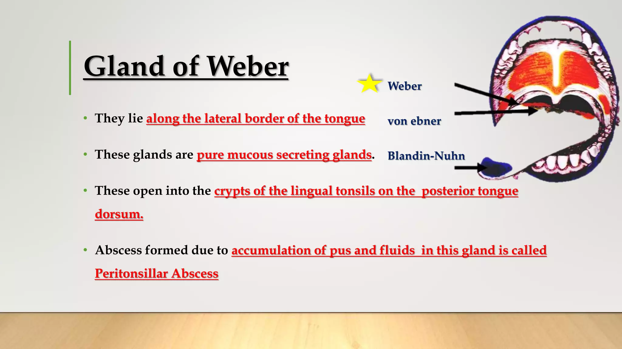 The tongue, its development and anatomy | PPTX