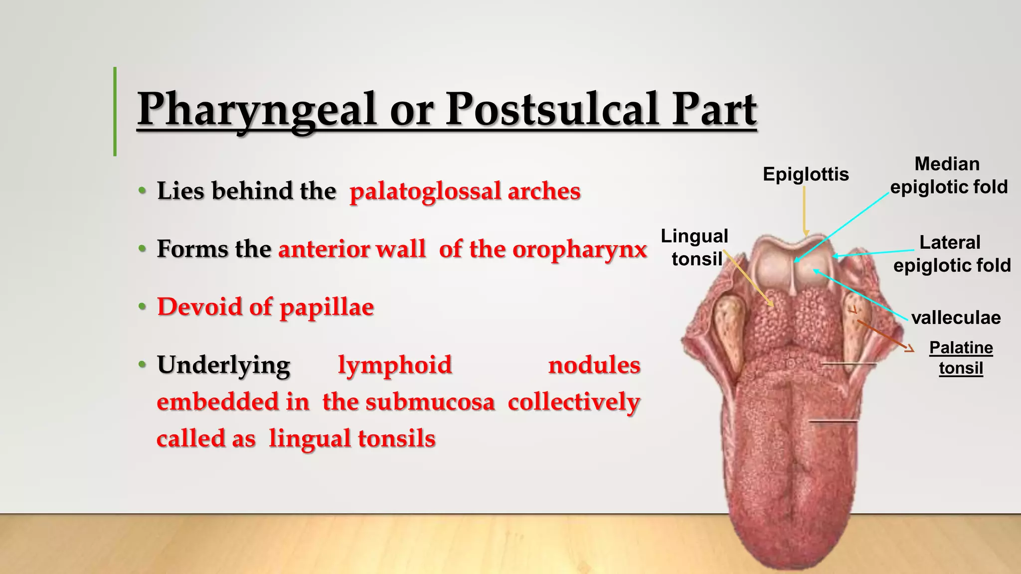 The tongue, its development and anatomy | PPTX