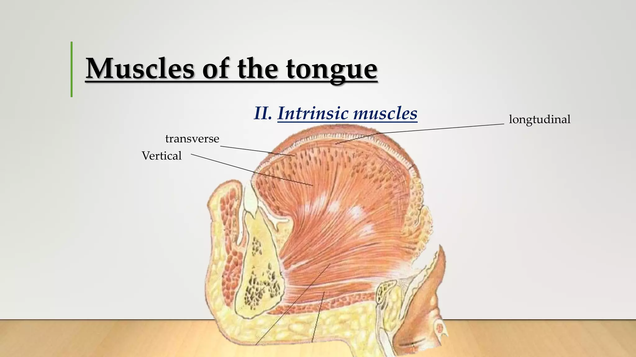The tongue, its development and anatomy | PPTX