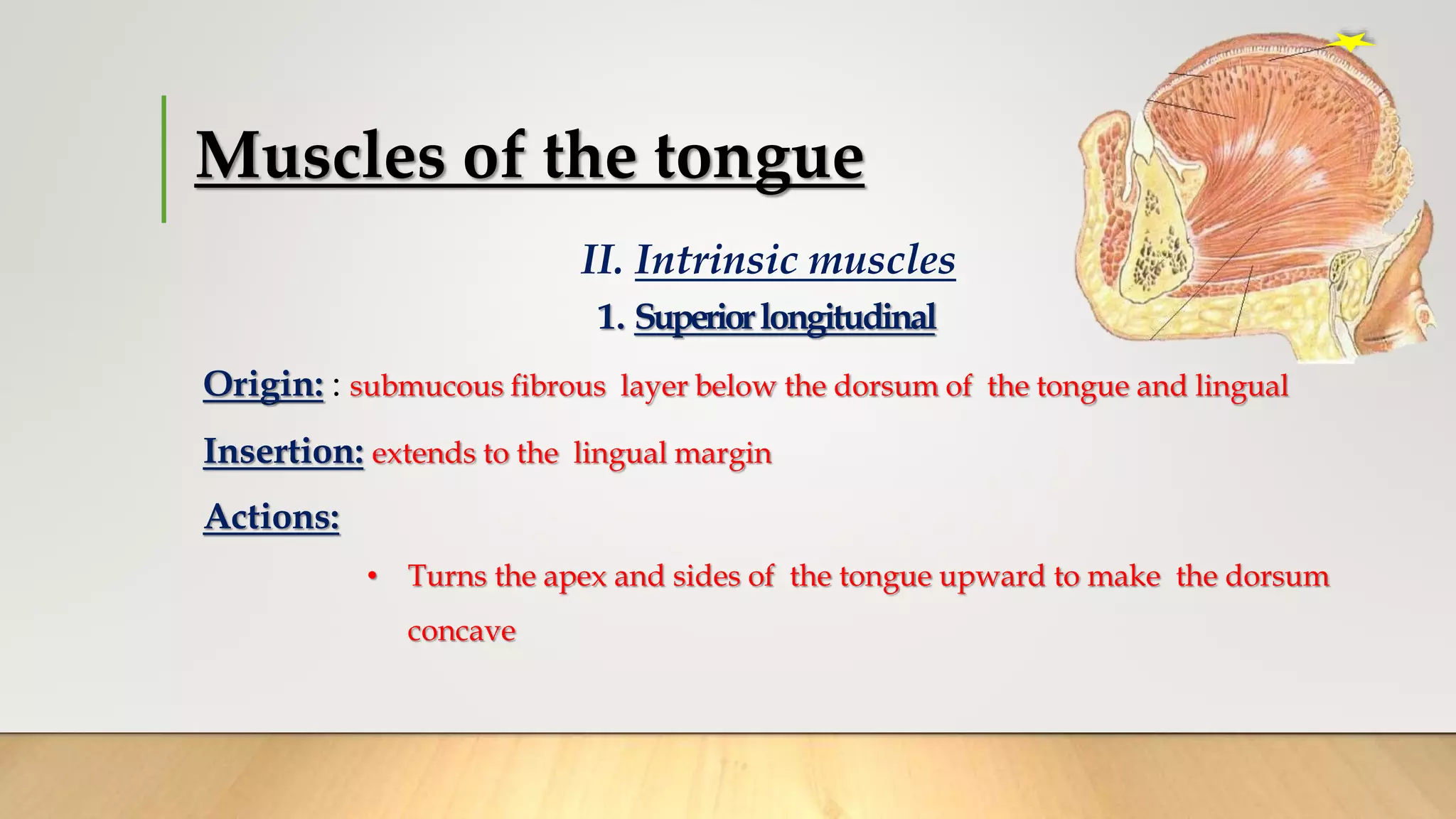 The tongue, its development and anatomy | PPTX