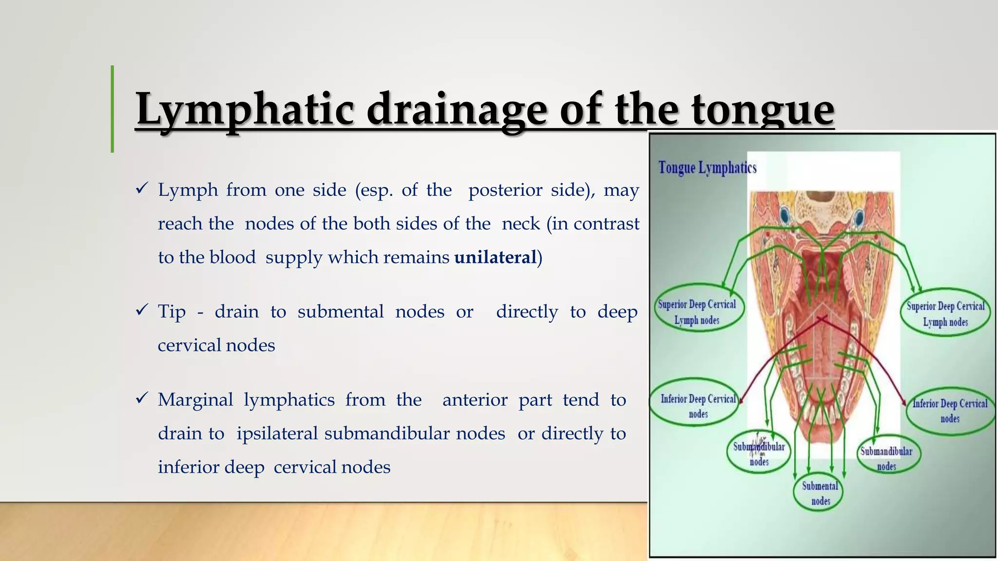 The tongue, its development and anatomy | PPTX