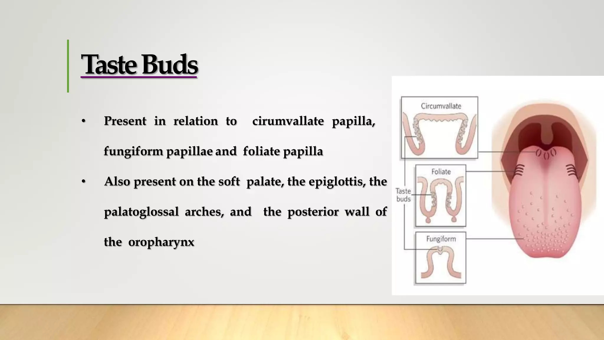 The tongue, its development and anatomy | PPTX