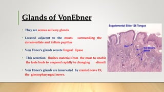The tongue, its development and anatomy | PPTX