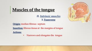 The tongue, its development and anatomy | PPTX