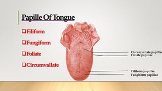 The tongue, its development and anatomy | PPTX
