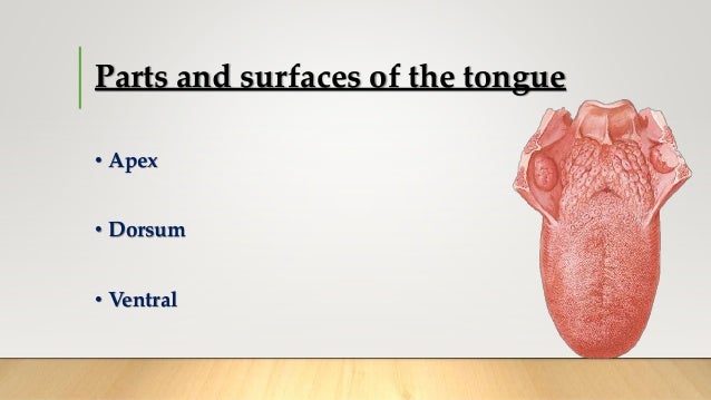 The tongue, its development and anatomy