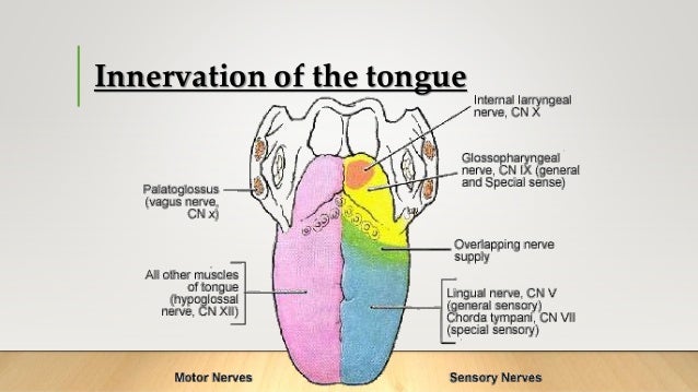 The tongue, its development and anatomy