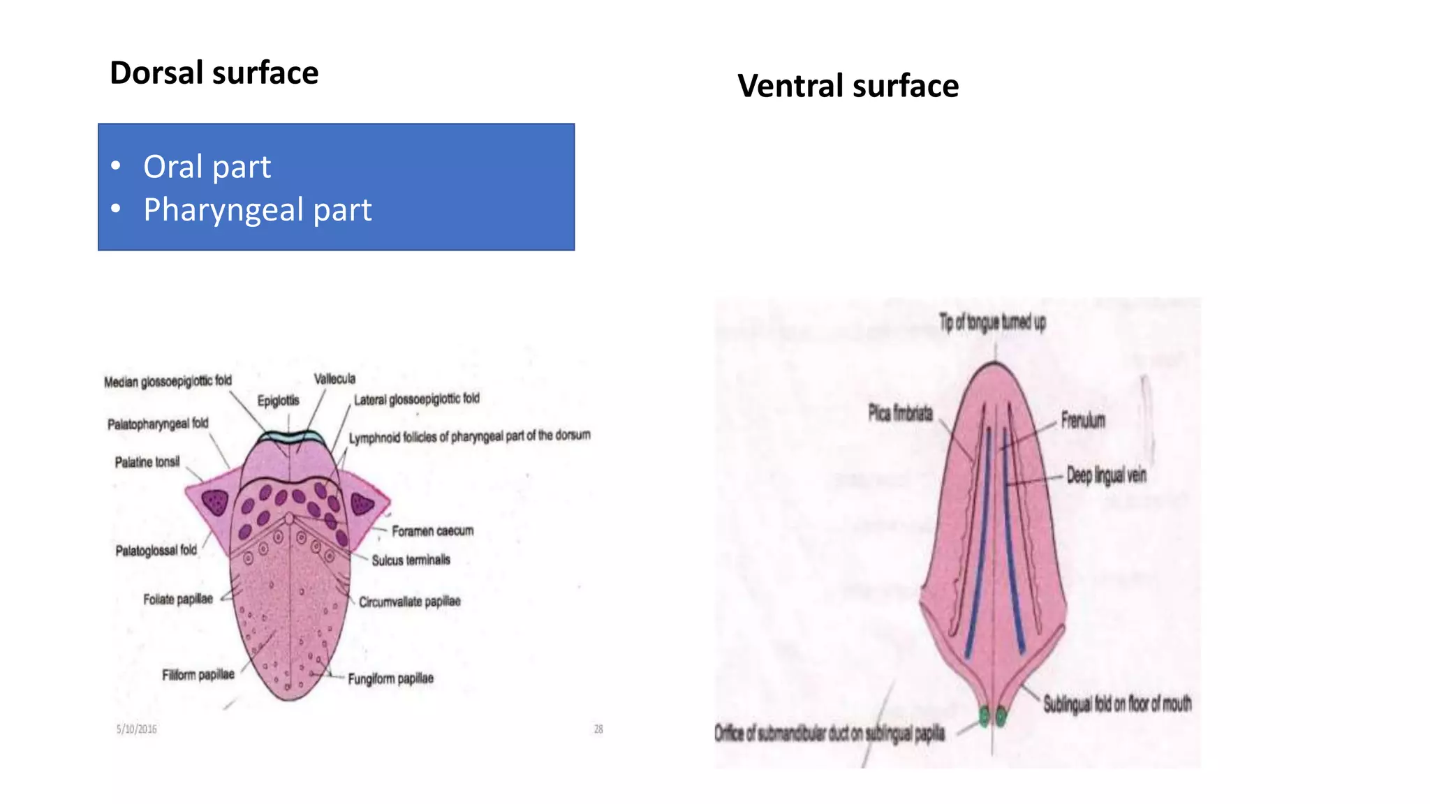 Tongue | PPTX