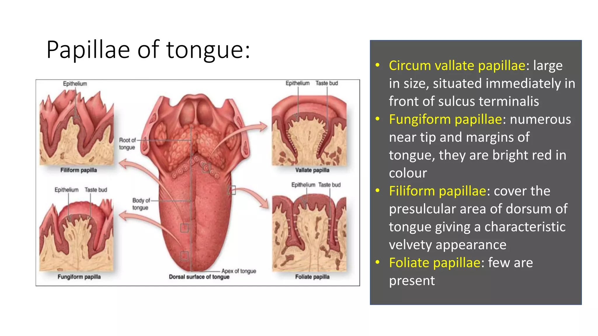 Tongue | PPTX