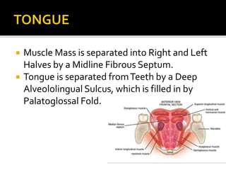 Tongue | PPTX