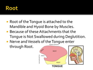 Tongue | PPT