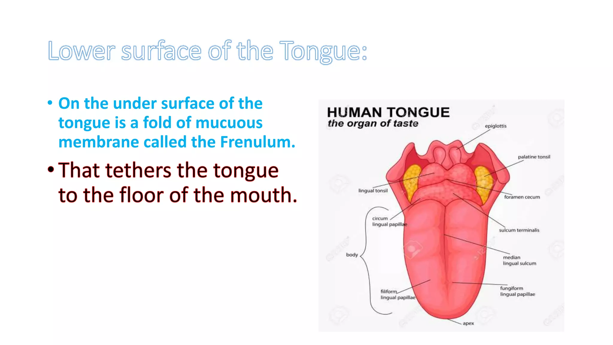 Tongue and its Psychology | PPTX