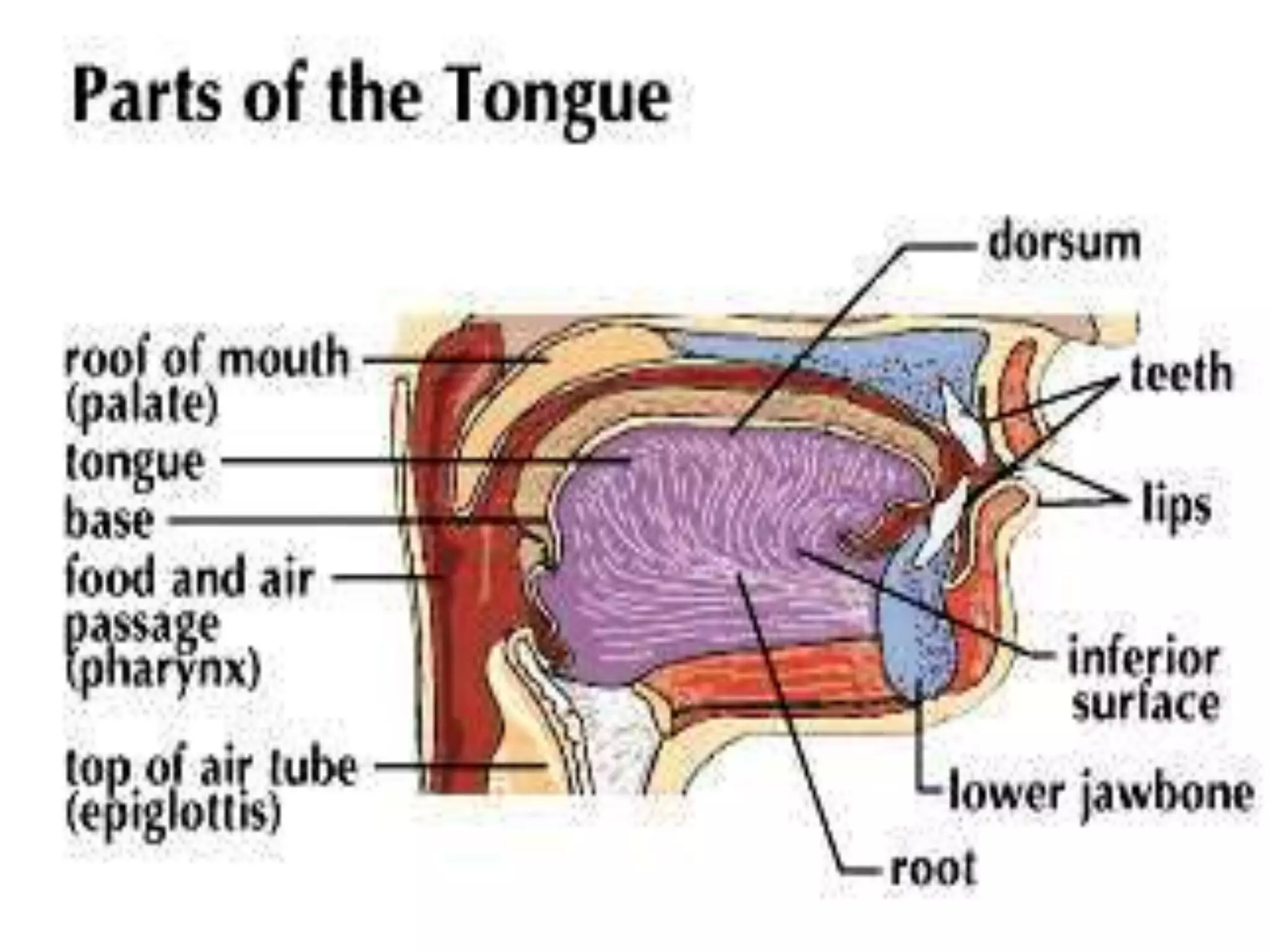 Anatomy of Tongue | PPTX