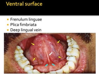 Anatomy of Tongue | PPTX | Ear, Nose and Throat Conditions | Diseases ...