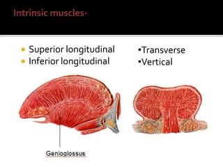 Anatomy of Tongue | PPTX