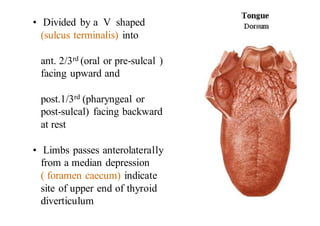 Tongue | DOCX | Ear, Nose and Throat Conditions | Diseases and Conditions