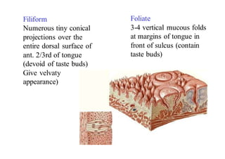 Tongue | DOCX | Ear, Nose and Throat Conditions | Diseases and Conditions