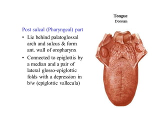 Tongue | DOCX