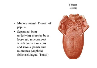 Tongue | DOCX | Ear, Nose and Throat Conditions | Diseases and Conditions