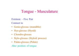 Tongue | DOCX
